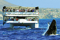 Cabo San Lucas Escape Whale Watching Tour - Mexico